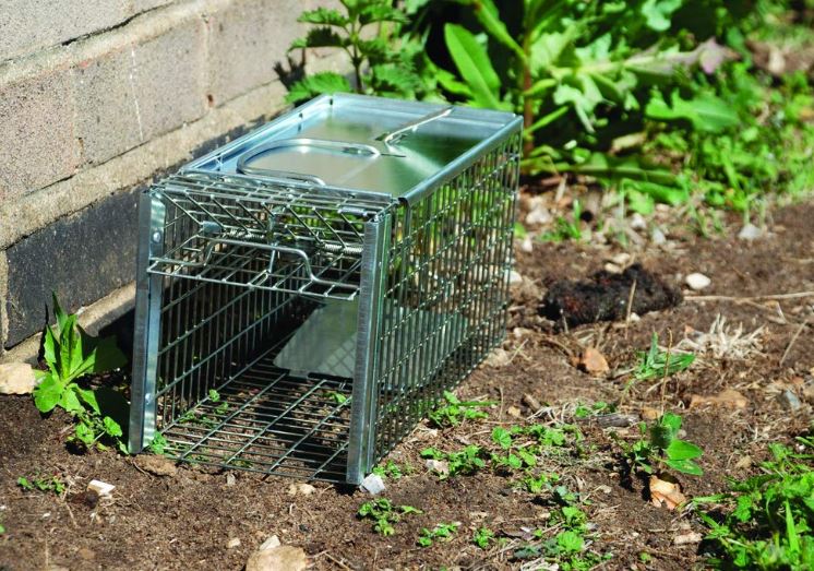 ⊛ Las 4 Mejores Trampas para Ratas Pequeñas y Grandes ️