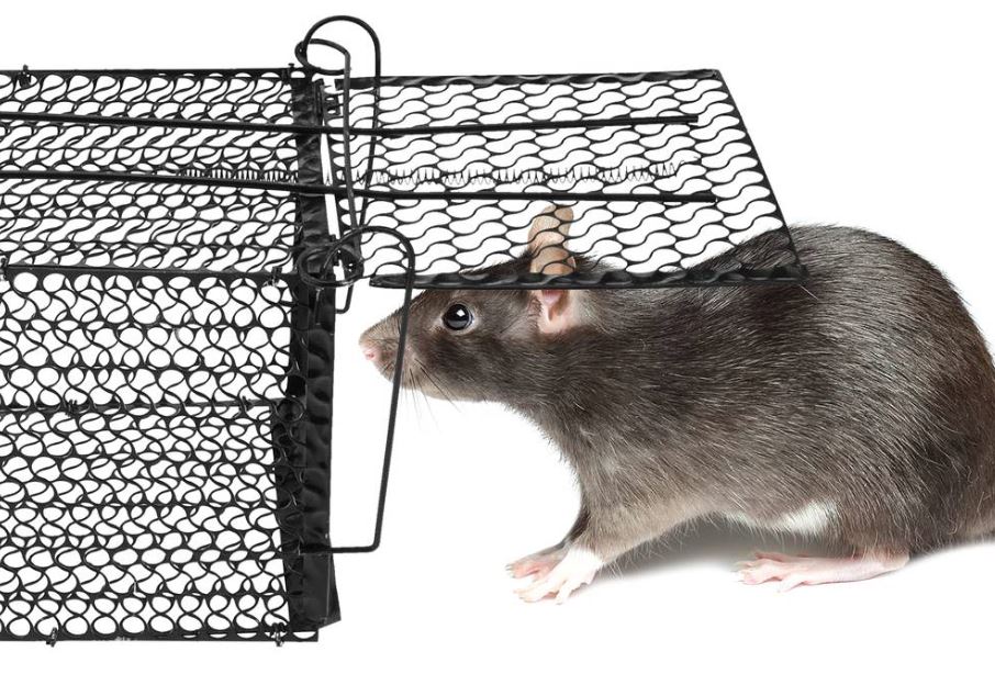⊛ Las 4 Mejores Trampas para Ratas Pequeñas y Grandes ️